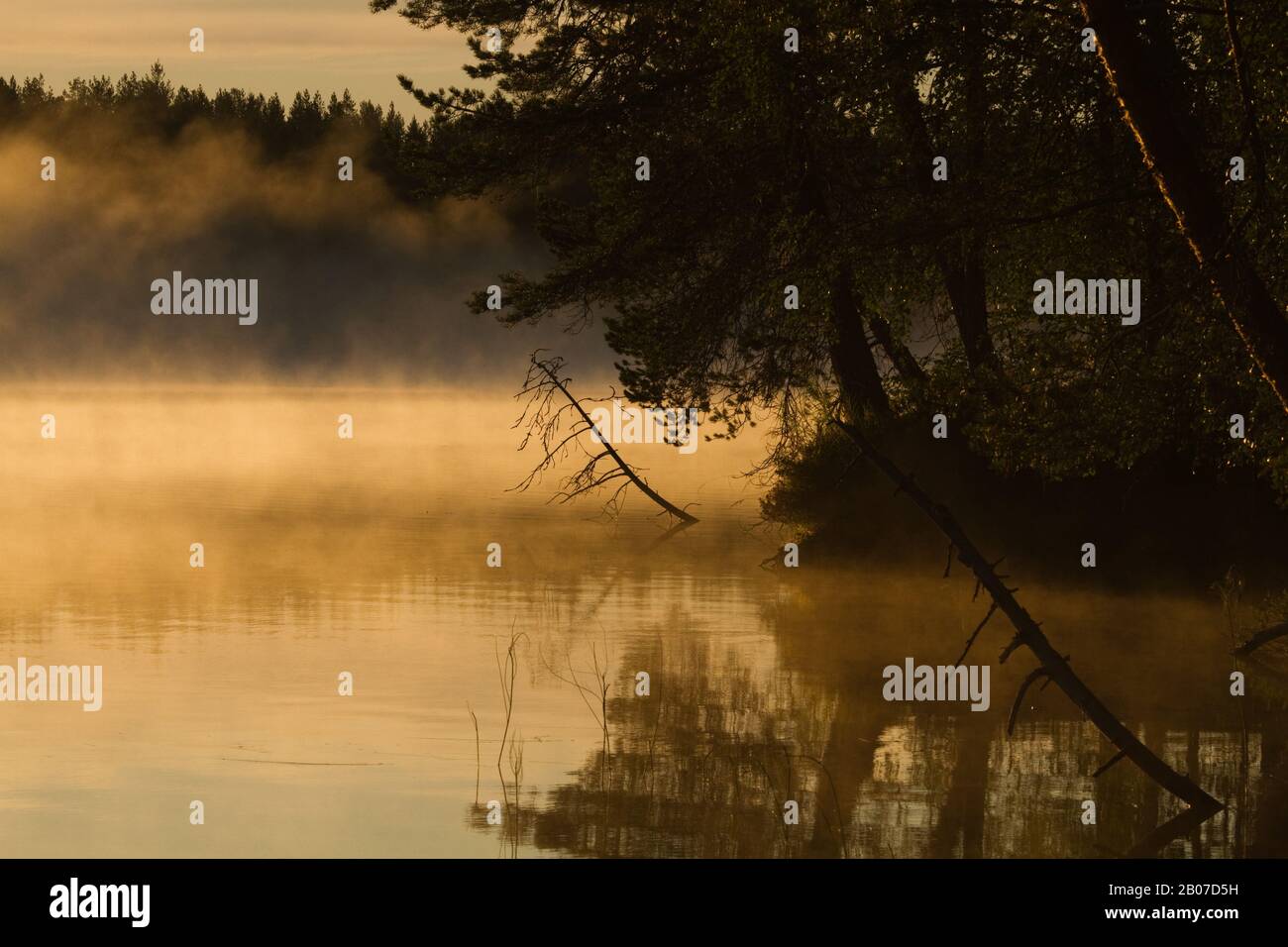 Morning fog over boreal forest hi-res stock photography and images - Alamy