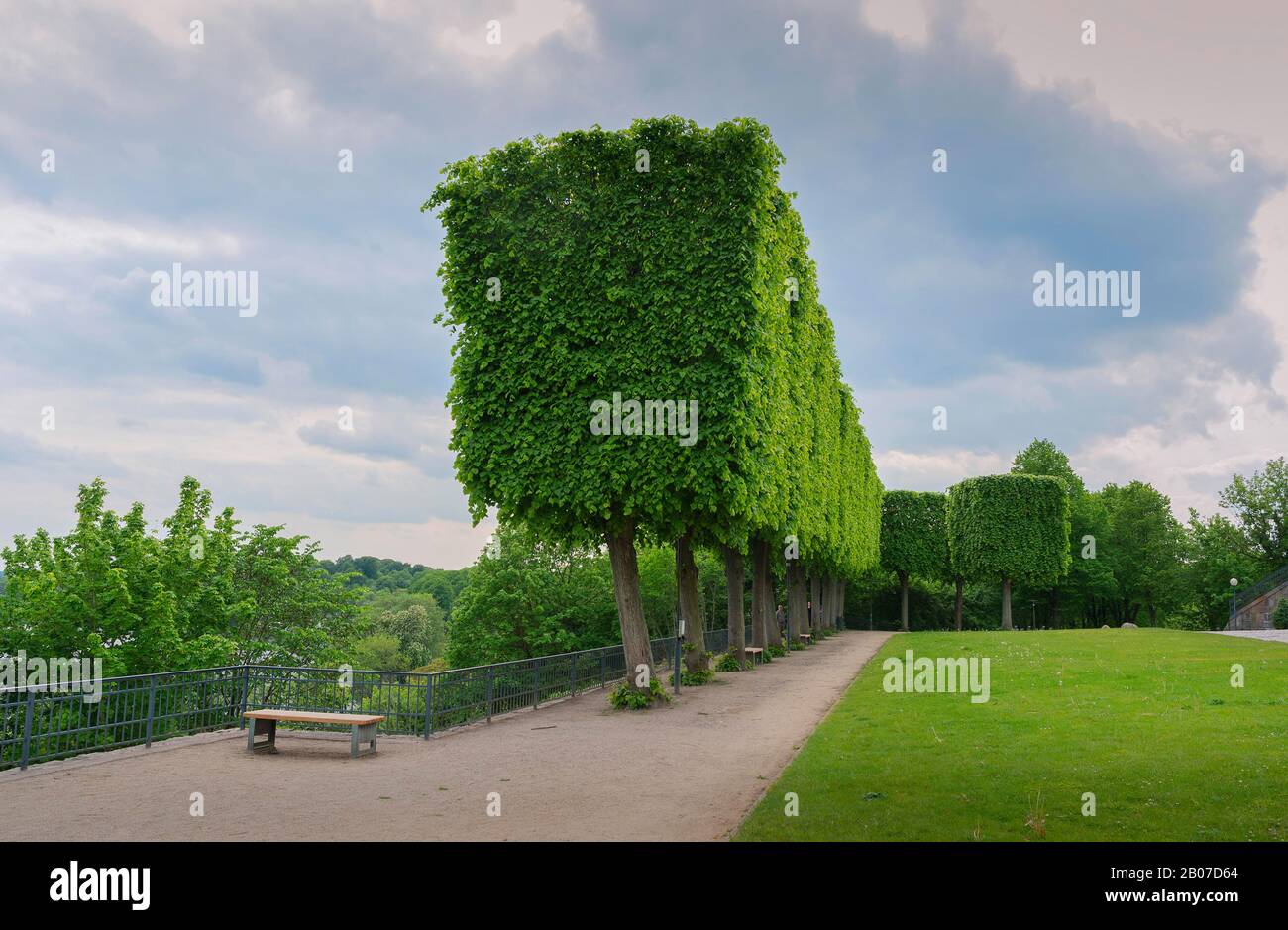 basswood, linden, lime tree (Tilia spec.), box-shaped lime trees in ...