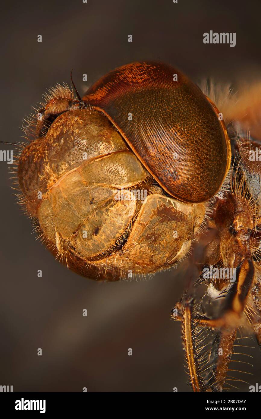 macro shot of the eye of a dragonfly, Germany Stock Photo - Alamy