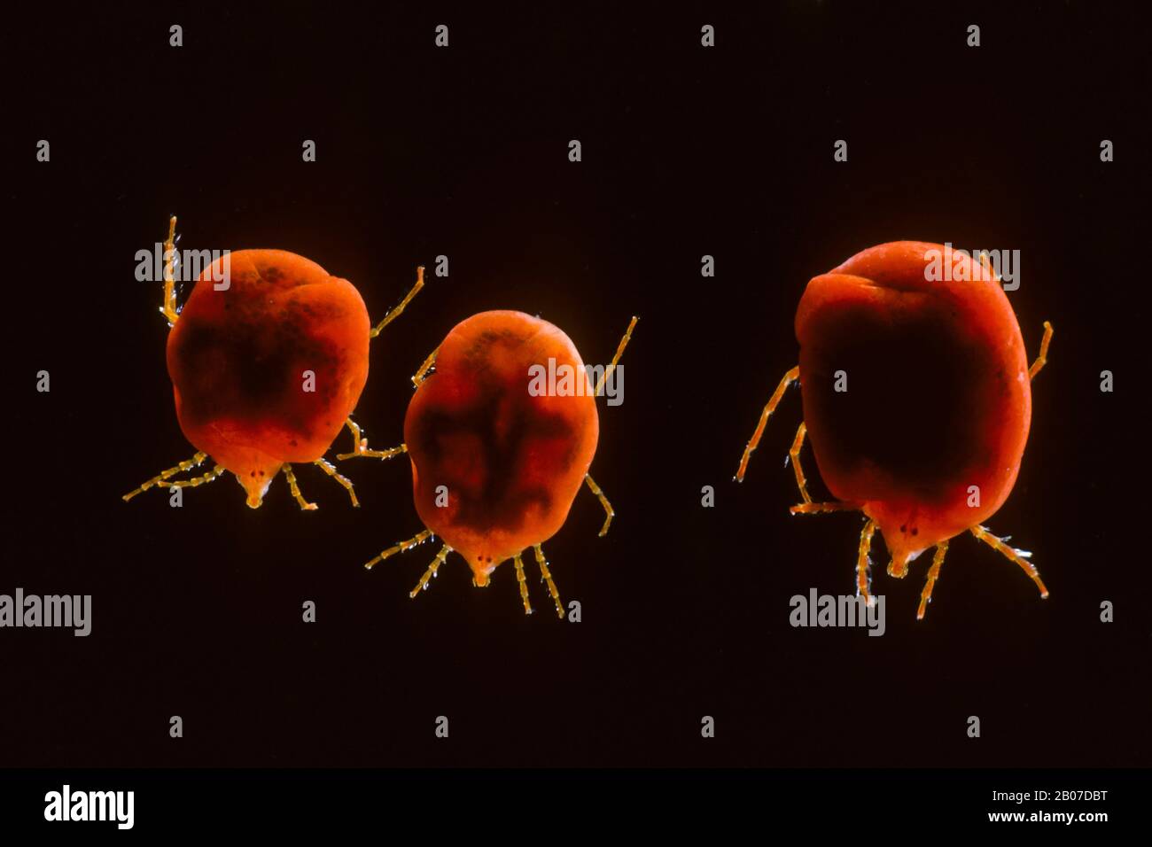 Water mite hi-res stock photography and images - Alamy
