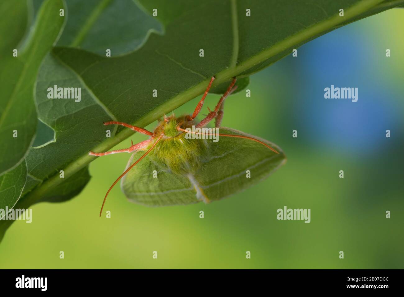 green silverlines, scarce silverlines (Pseudoips prasinana, Pseudoips ...