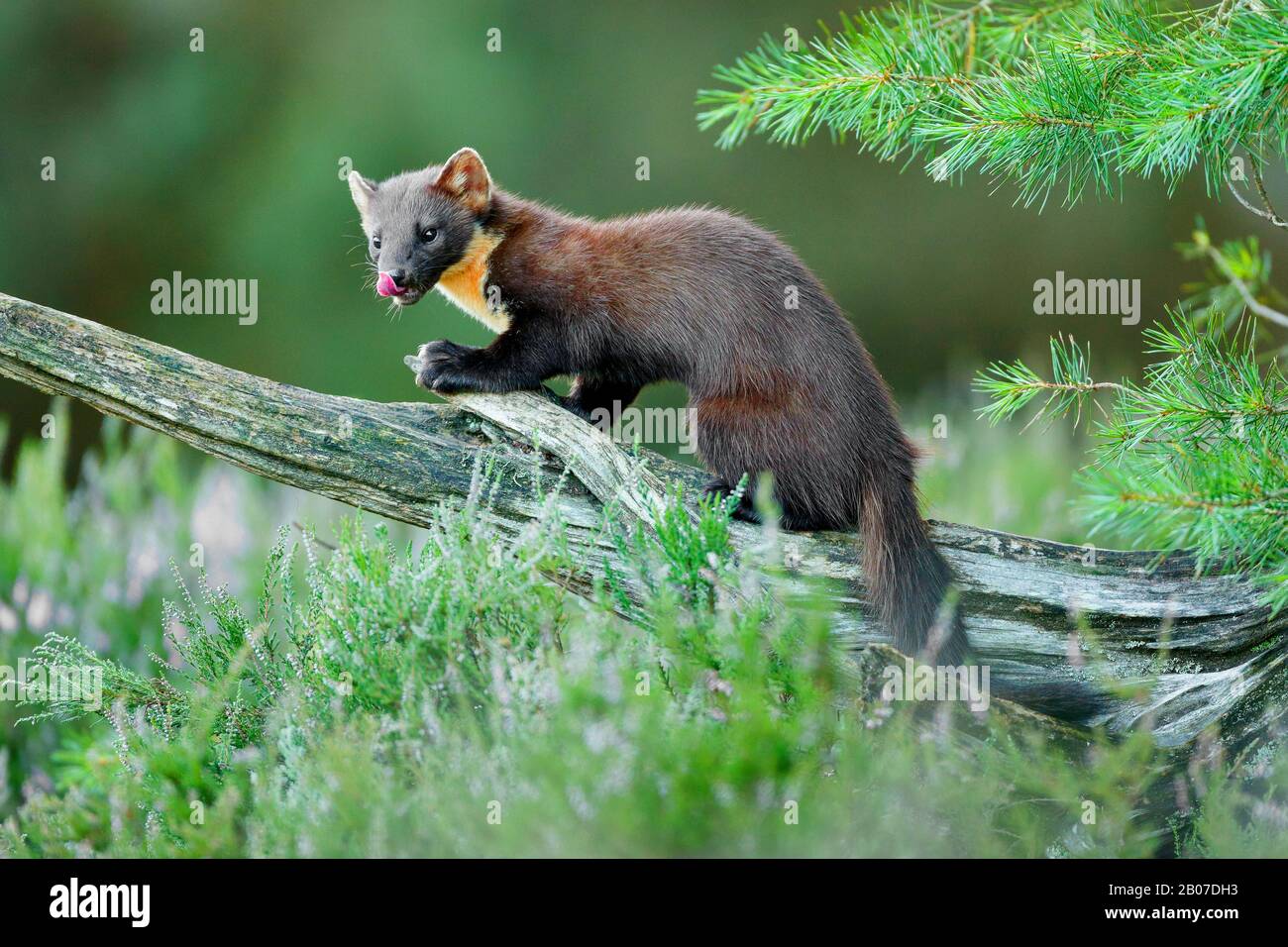 Female pine marten hi-res stock photography and images - Alamy