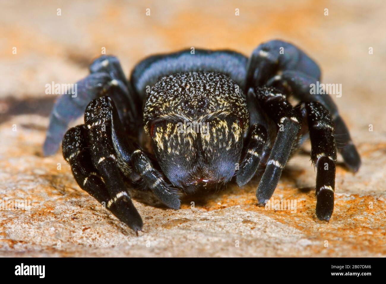 Red Ladybird spider (Eresus sandaliatus, Eresus annulatus), female ...
