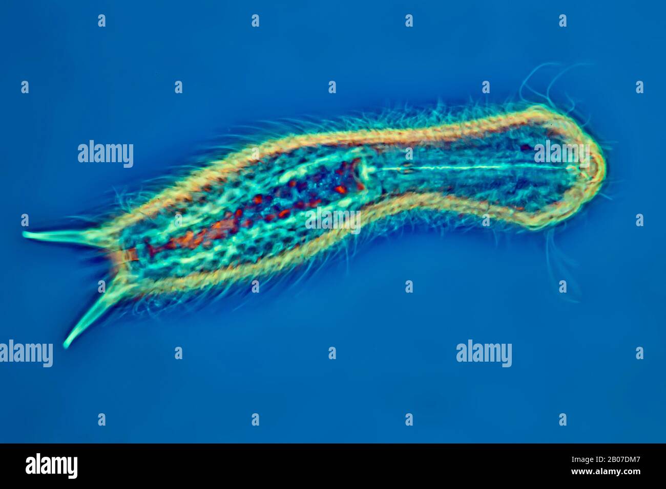 Gastrotrich worm hi-res stock photography and images - Alamy