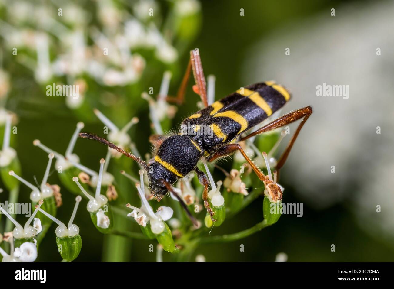 wasp beetle (Clytus arietis), sits on an inflorescence, Germany Stock ...