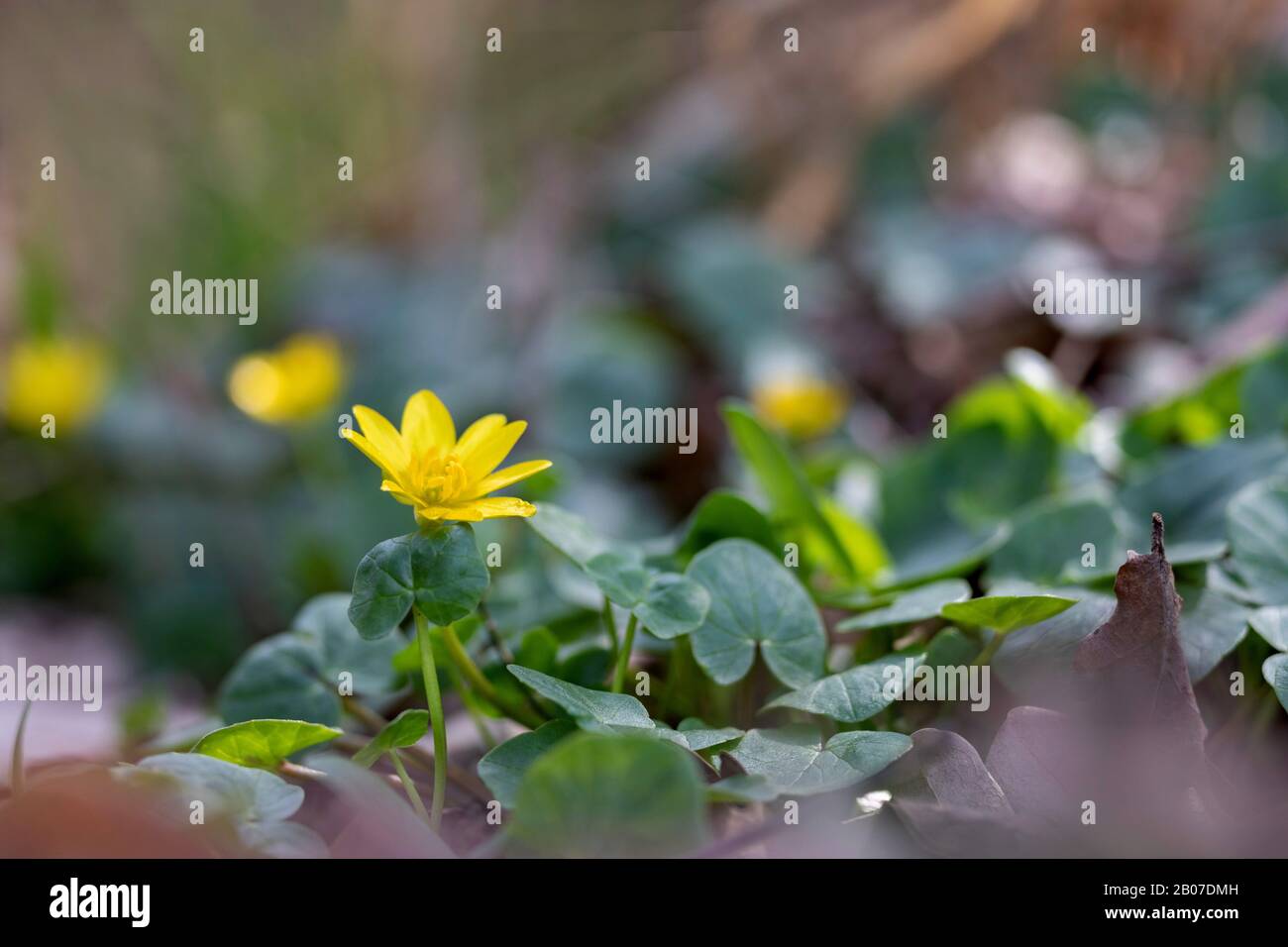 lesser celandine, fig-root butter-cup (Ranunculus ficaria, Ficaria ...