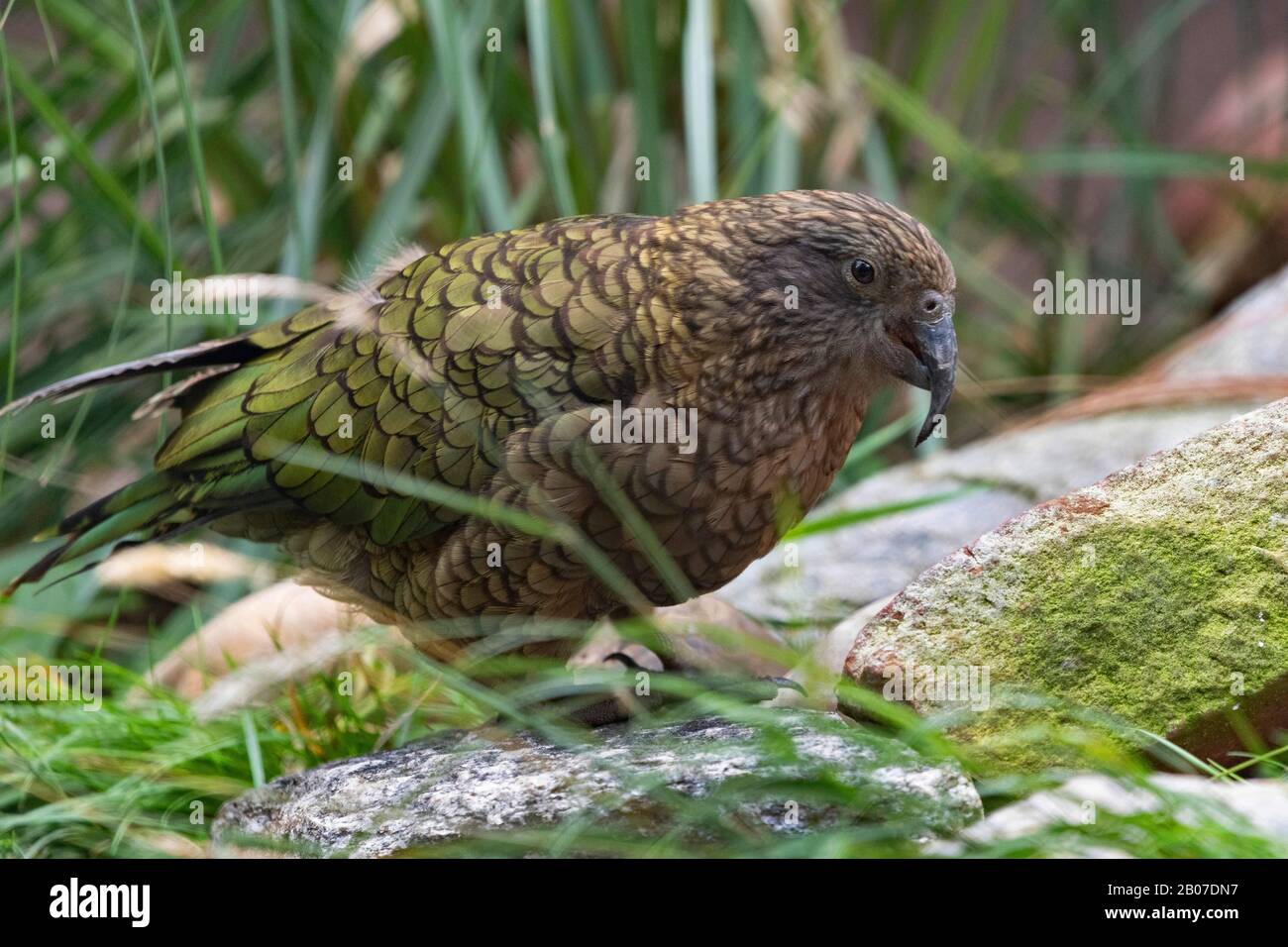 kea (Nestor notabilis), perching on a stone, side view Stock Photo - Alamy
