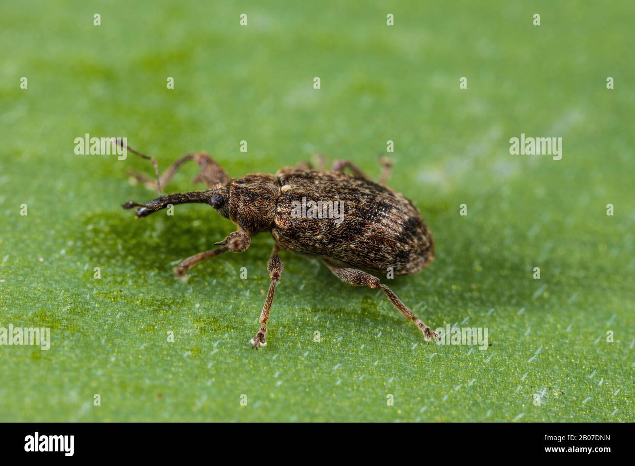 Adult weevils hi-res stock photography and images - Alamy
