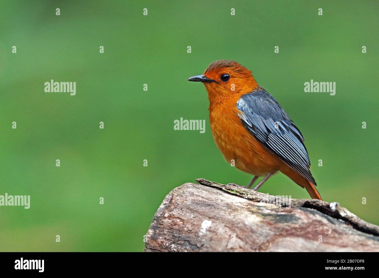 African animal trunk hi-res stock photography and images - Alamy