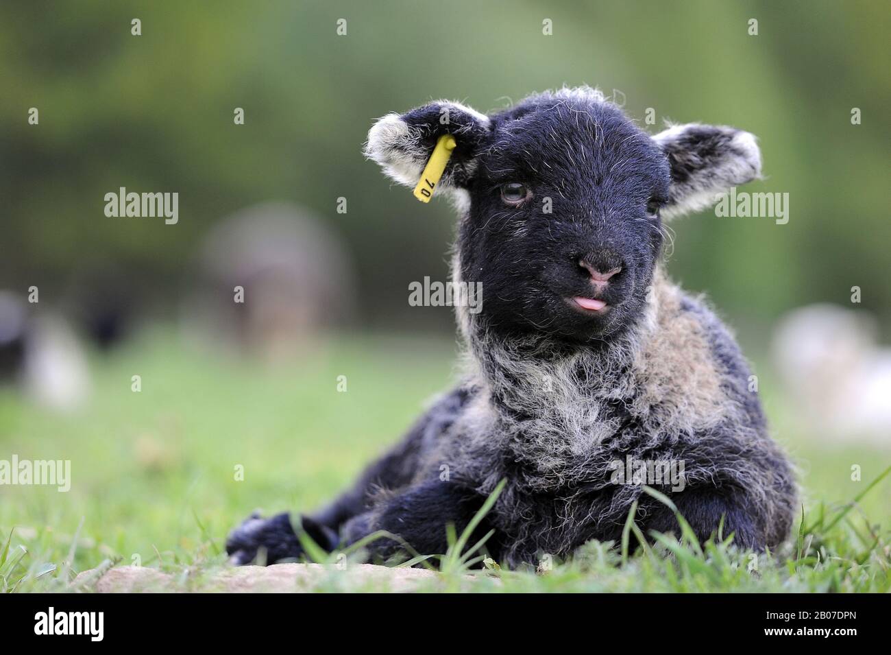 Lamm lammer hi-res stock photography and images - Alamy