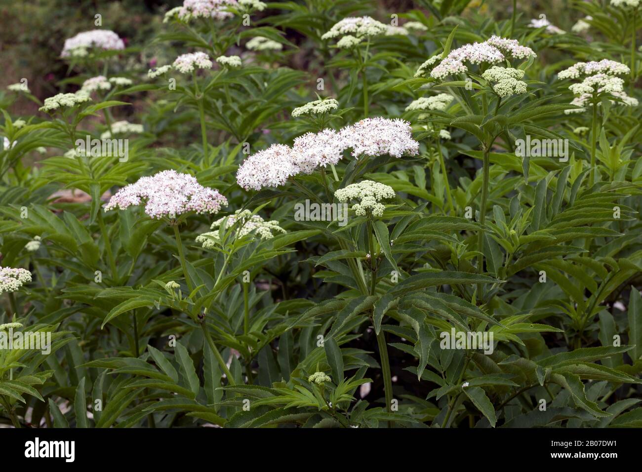 dwarf elder (Sambucus ebulus), blooming, Germany Stock Photo - Alamy