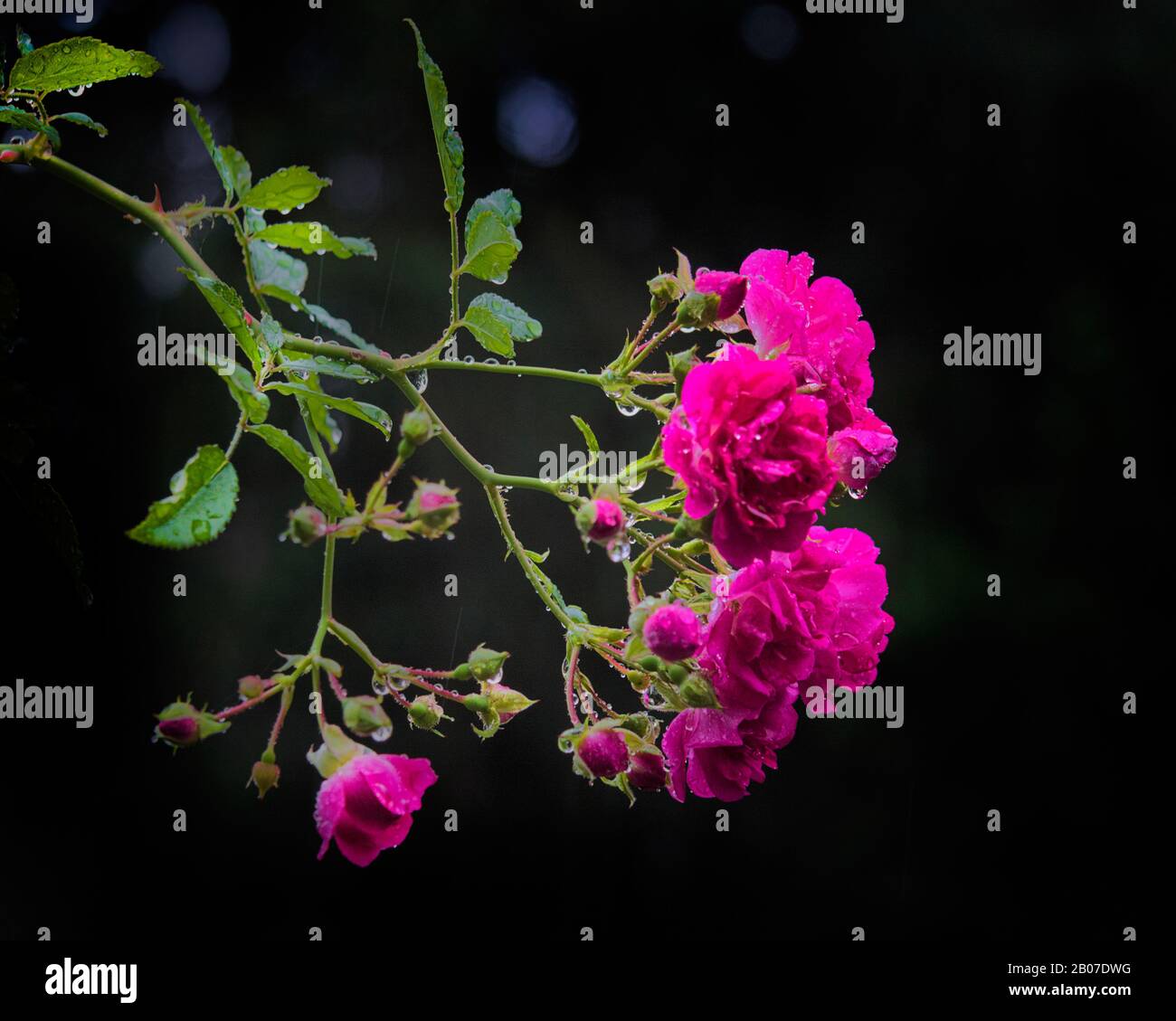 rose (Rosa spec.), rose twig Stock Photo - Alamy