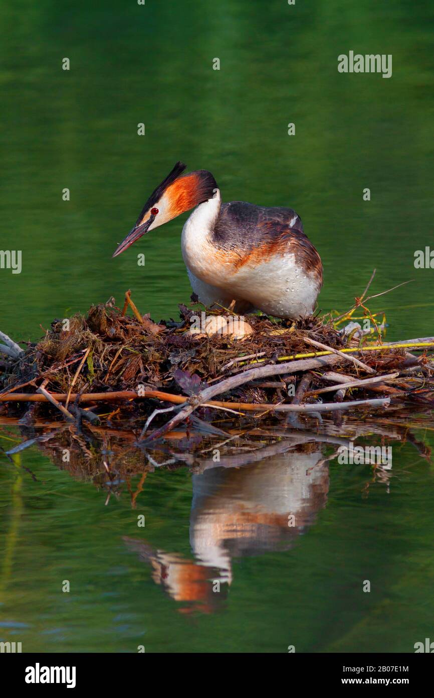 Crested grebe nest with egg hi-res stock photography and images - Alamy