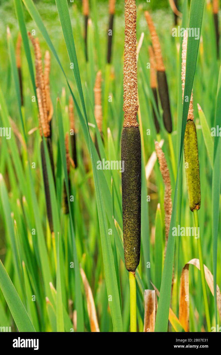 common cattail, broad-leaved cattail, broad-leaved cat's tail, great ...