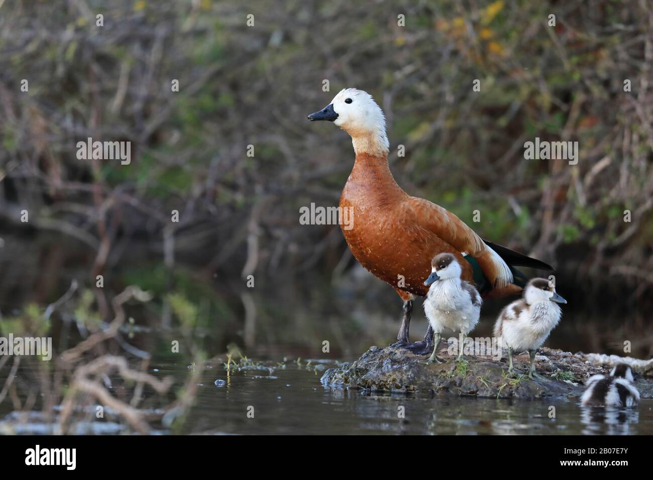 Shelduck femelle hi-res stock photography and images - Alamy