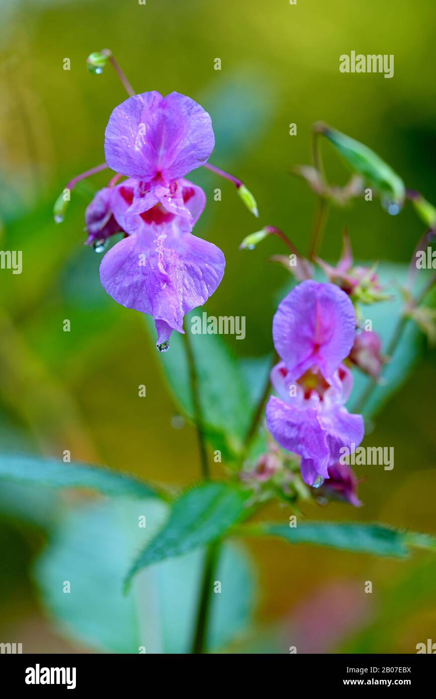 Helmet Flowers High Resolution Stock Photography and Images - Alamy