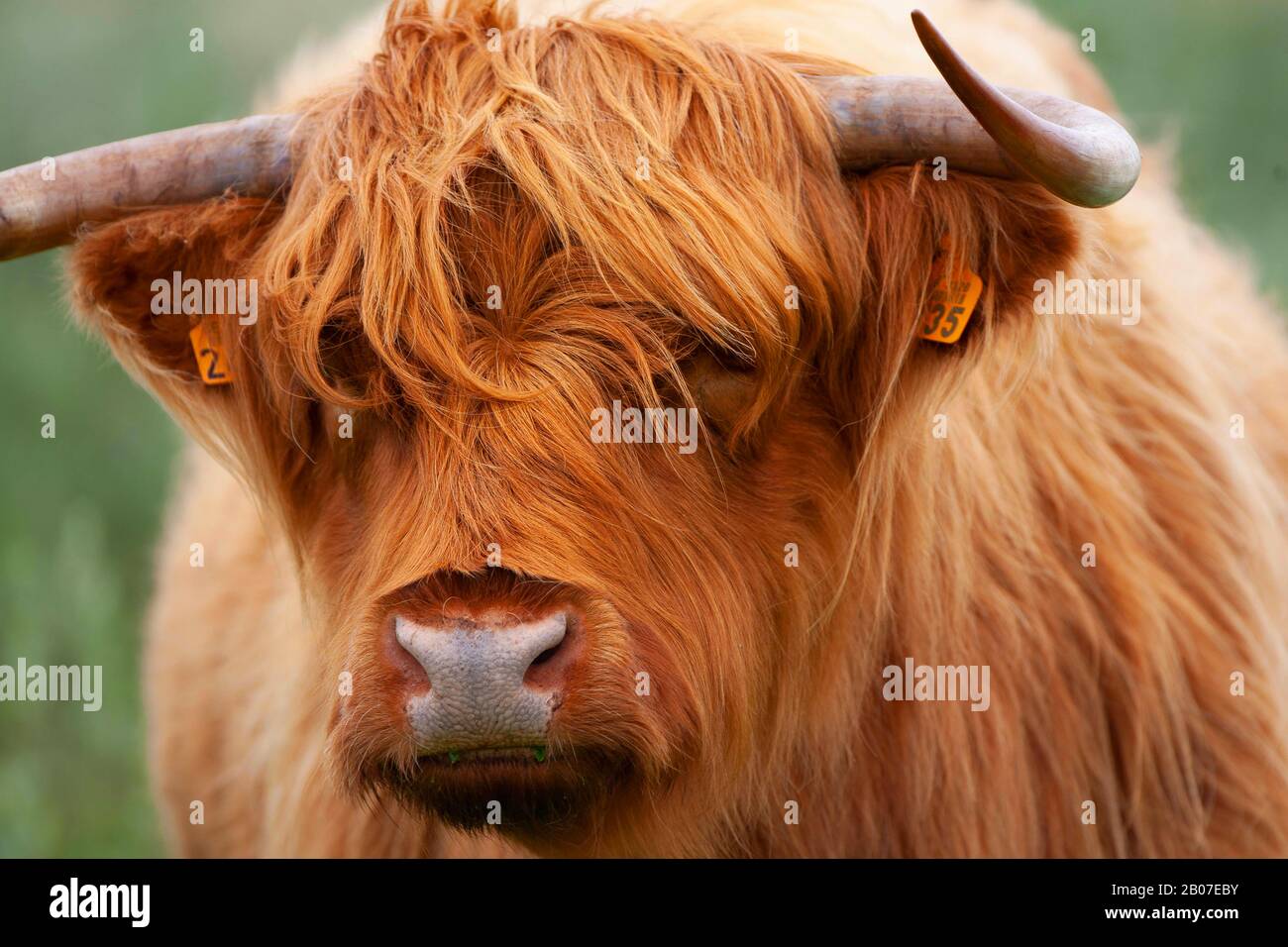 West highland cattle hi-res stock photography and images - Alamy