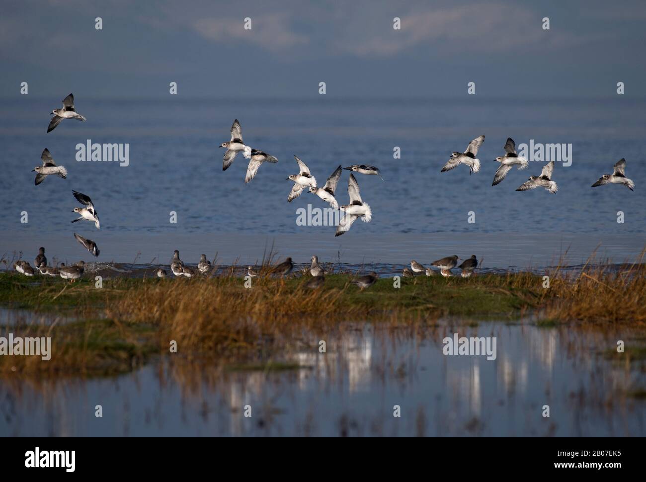 Sanderling, Calidris alba, flock in flight, Morecambe Bay, UK Stock ...