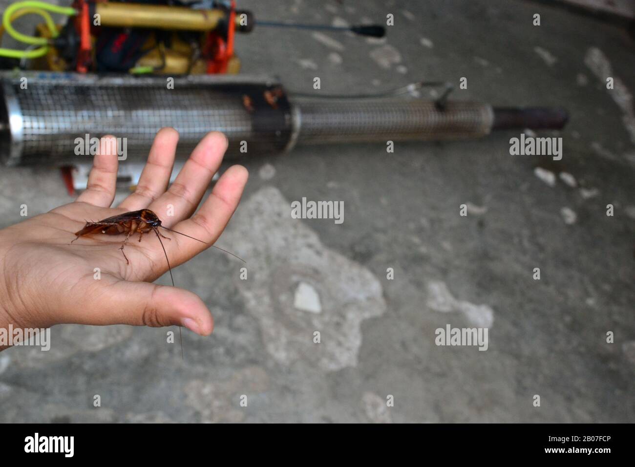 cockroach died after being sprayed with smoke to prevent the spread of ...