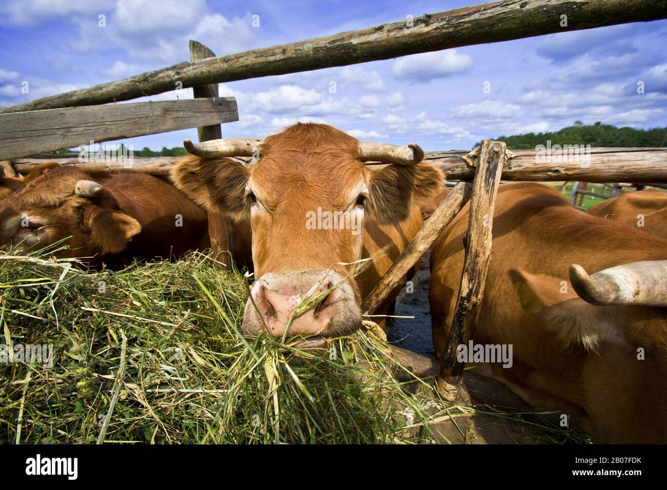 Cows eating straw. Animal breeding in the countryside Stock Photo - Alamy