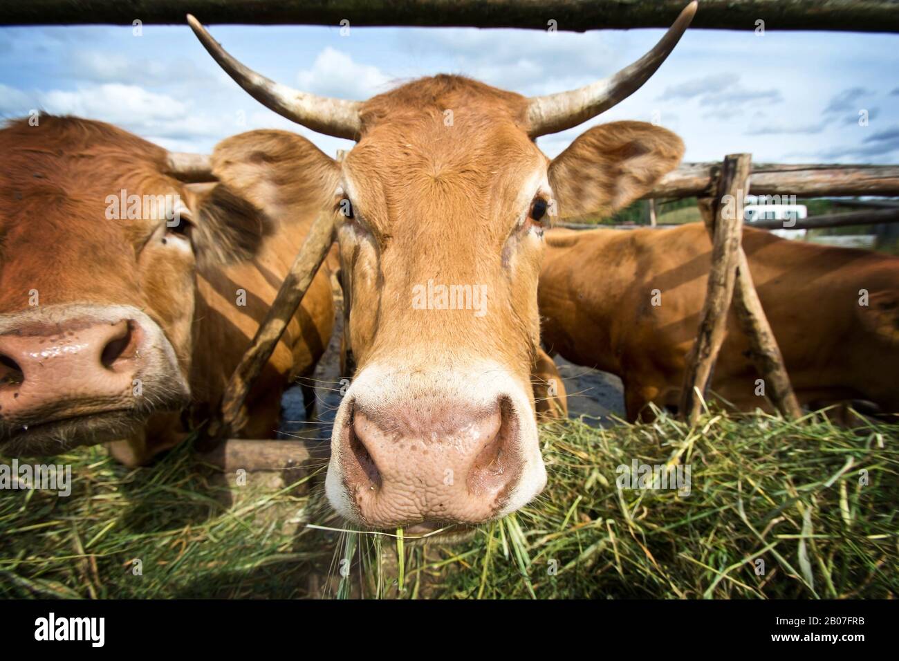 Cows eating straw. Animal breeding in the countryside Stock Photo - Alamy