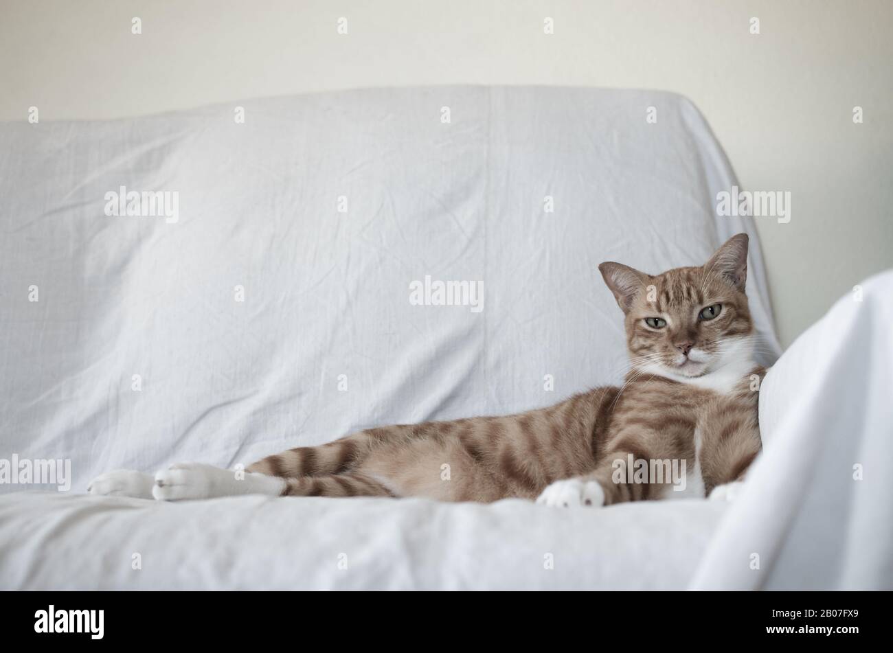 Ginger striped pyjamas hi-res stock photography and images - Alamy
