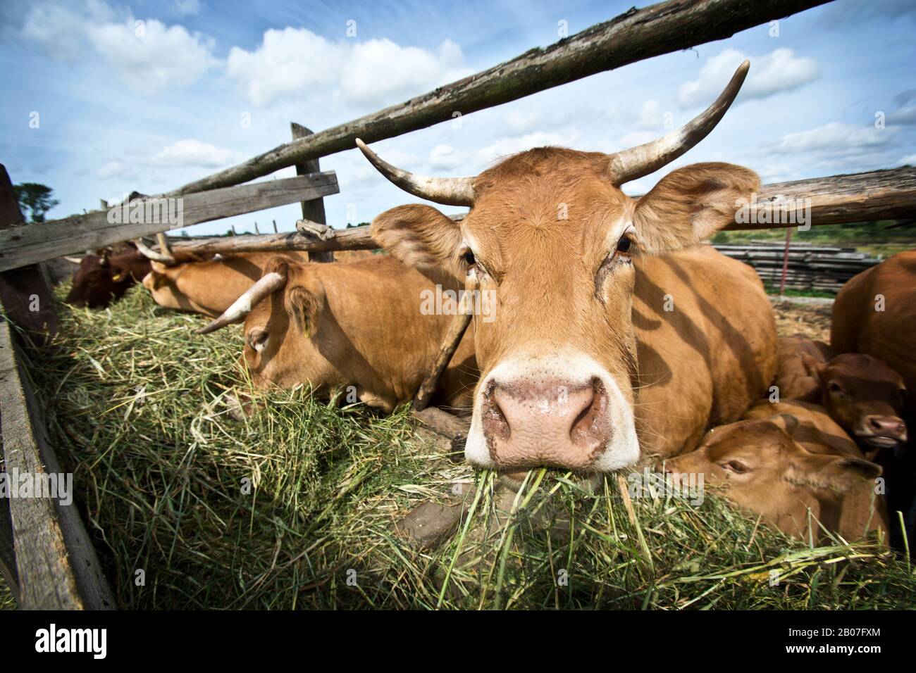 Cows eating straw. Animal breeding in the countryside Stock Photo - Alamy
