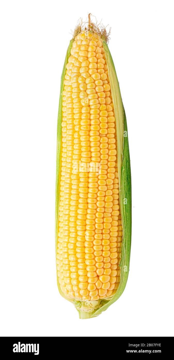 Sweet corn ears isolated on white background. Clipping path Stock Photo ...