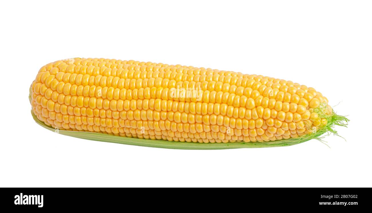 Sweet corn ears isolated on white background. Clipping path Stock Photo ...