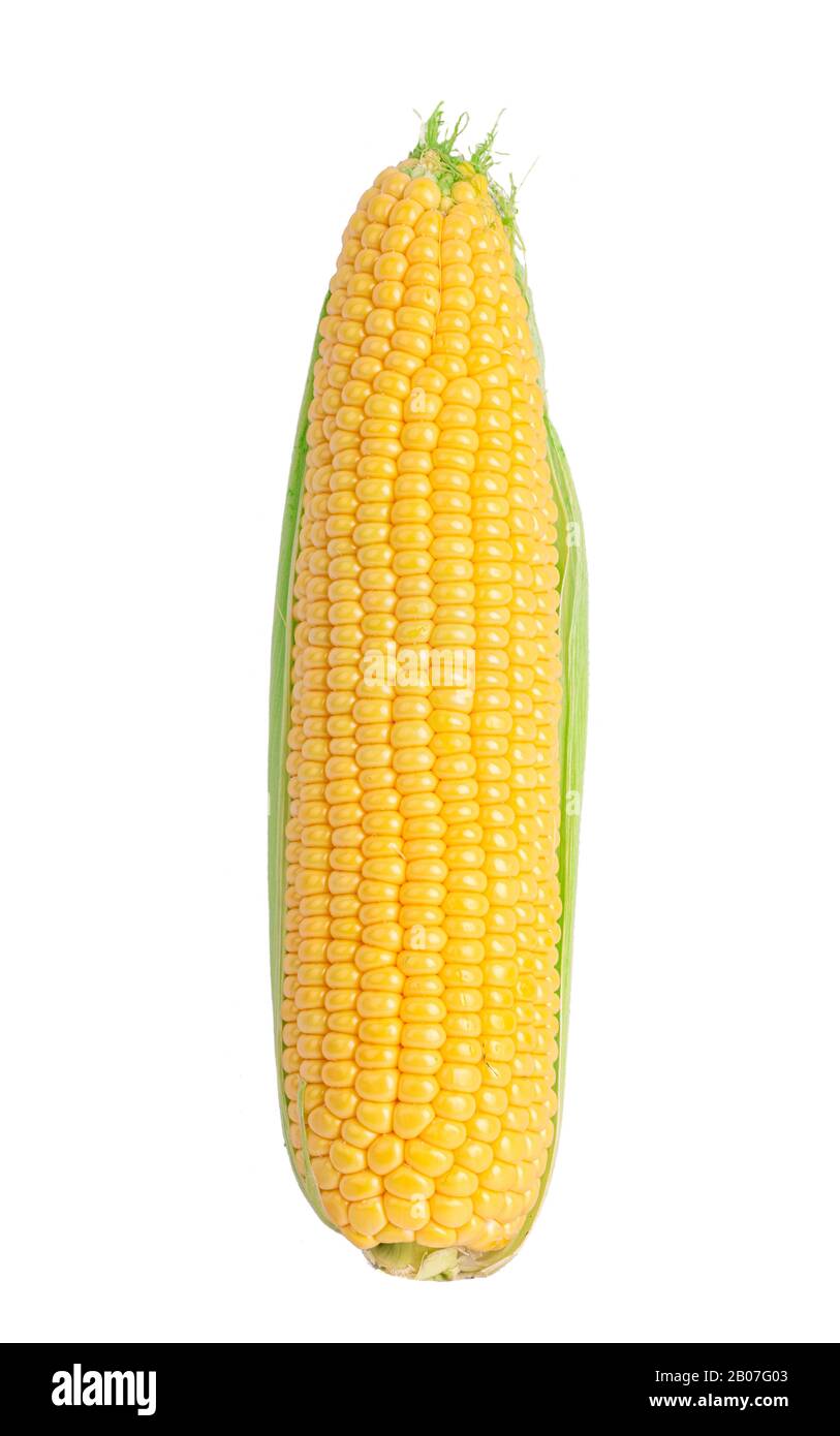 Sweet corn ears isolated on white background. Clipping path Stock Photo ...