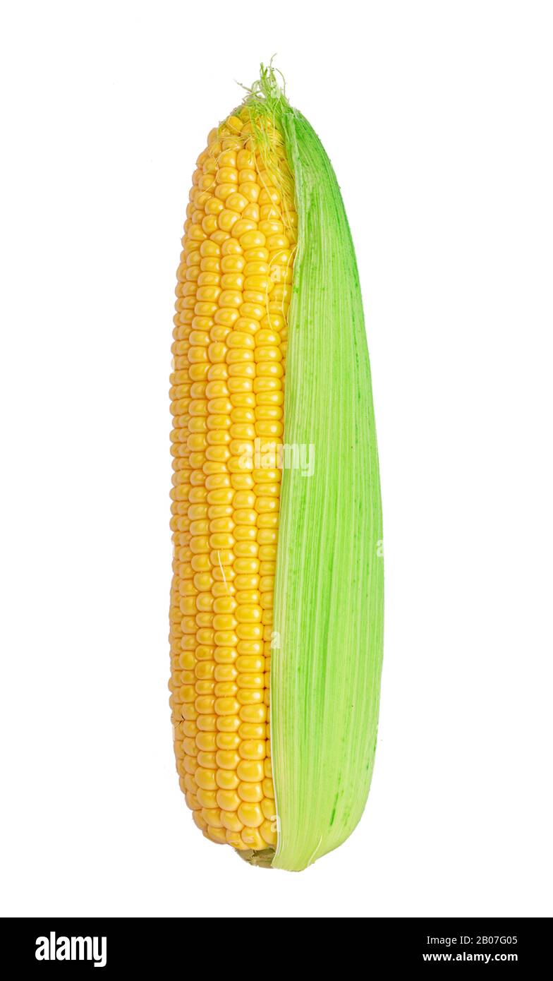 Sweet corn ears isolated on white background. Clipping path Stock Photo ...