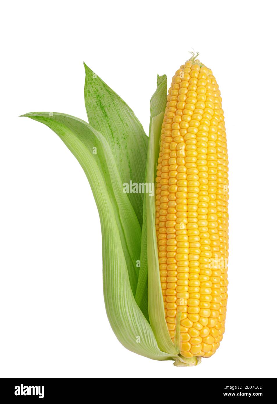 Sweet corn ears isolated on white background. Clipping path Stock Photo ...