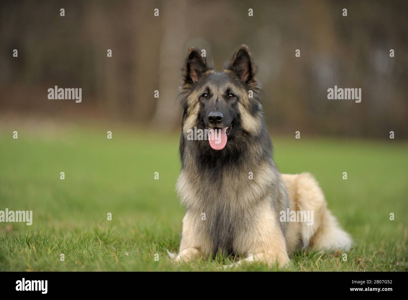 Tervueren High Resolution Stock Photography and Images - Alamy