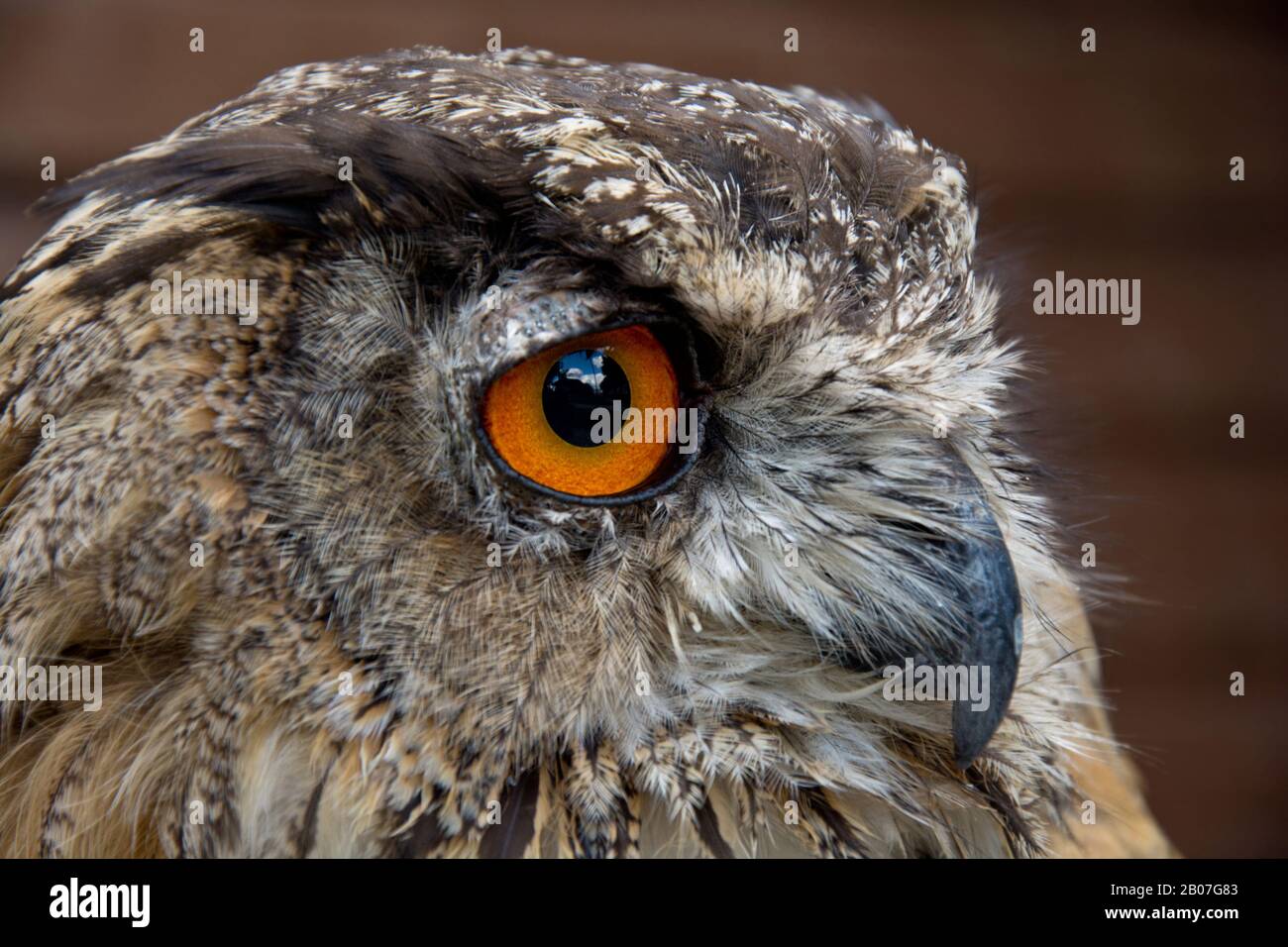 Portrait of eurasian eagle owl. Birds of prey in nature Stock Photo - Alamy