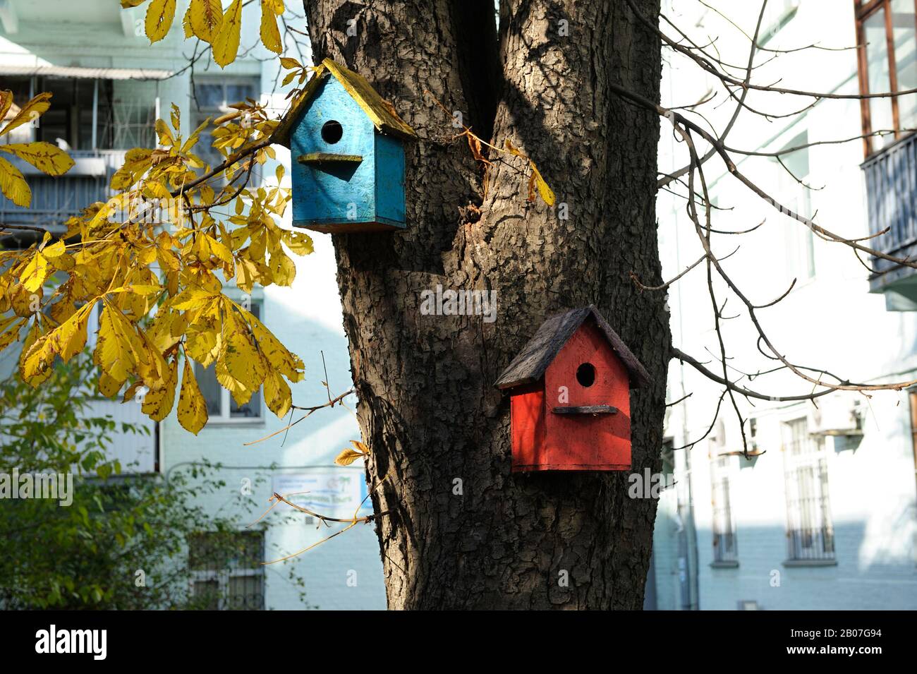Treecreeper nest box hi-res stock photography and images - Alamy