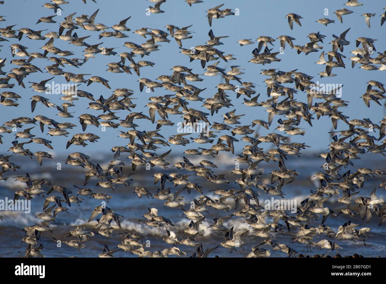 Sanderling, Calidris alba, flock in flight, Morecambe Bay, UK Stock ...