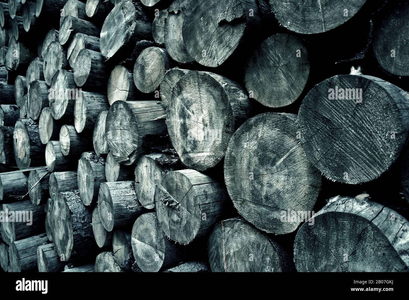 Tree rings background. Cutted pie of trees Stock Photo - Alamy