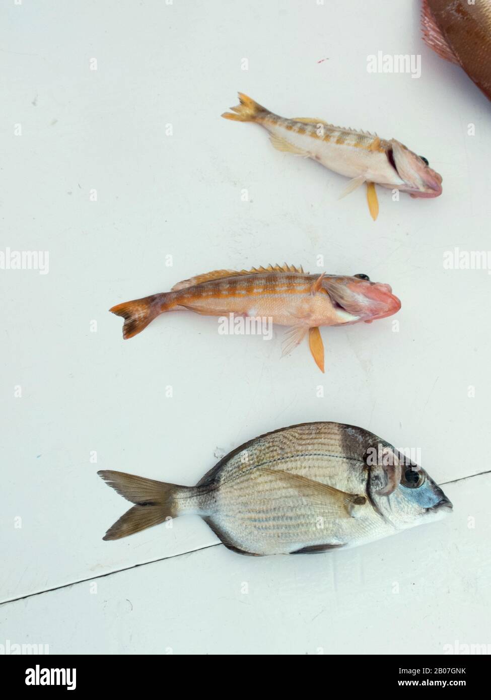 Haul of fish on boat hi-res stock photography and images - Alamy