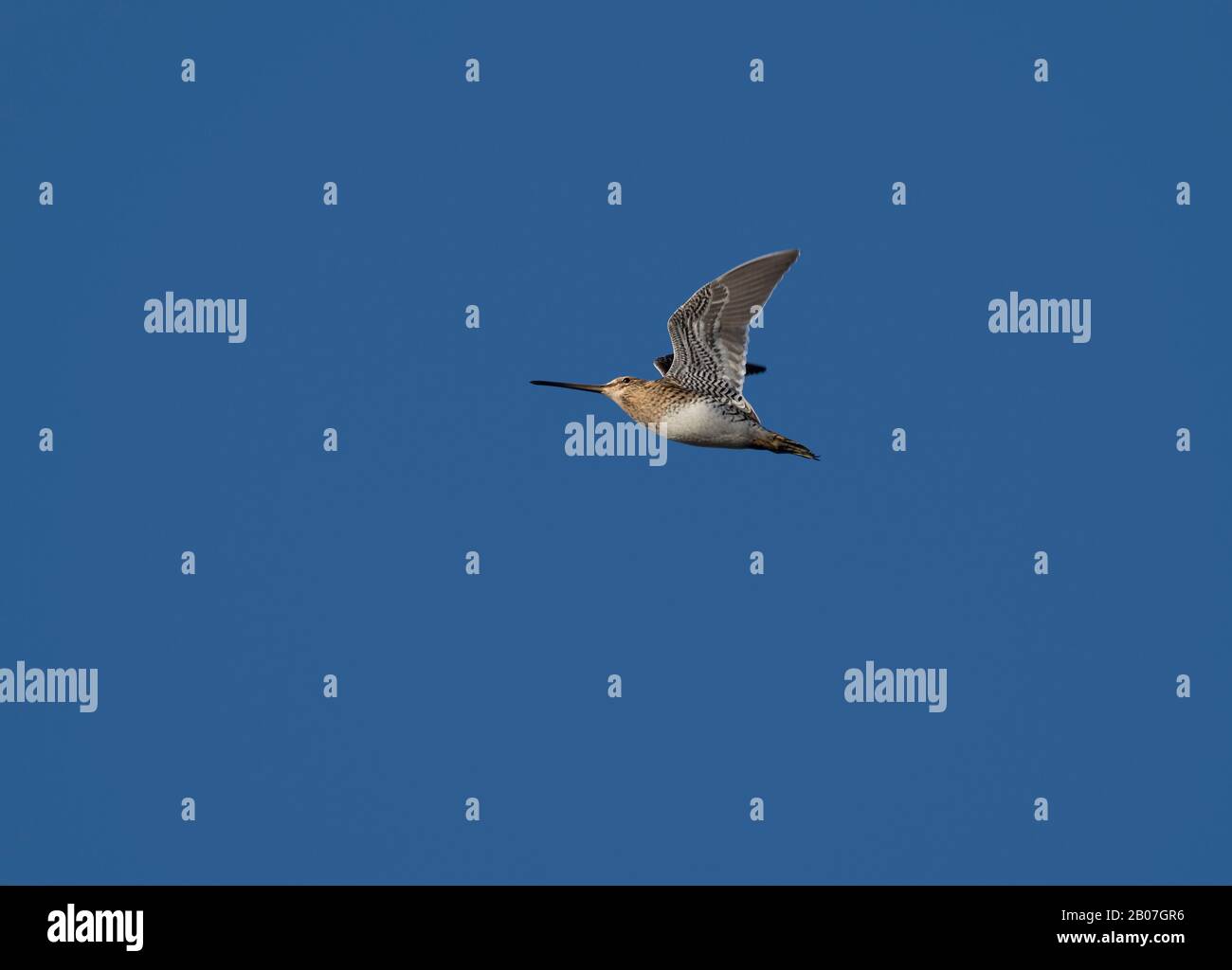 Flying snipe hi-res stock photography and images - Alamy