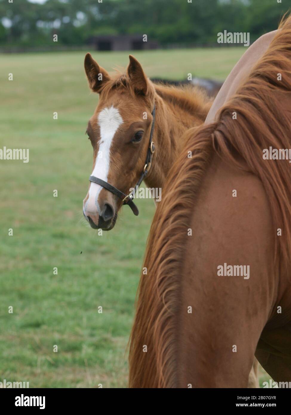 Foal behind mother hi-res stock photography and images - Alamy