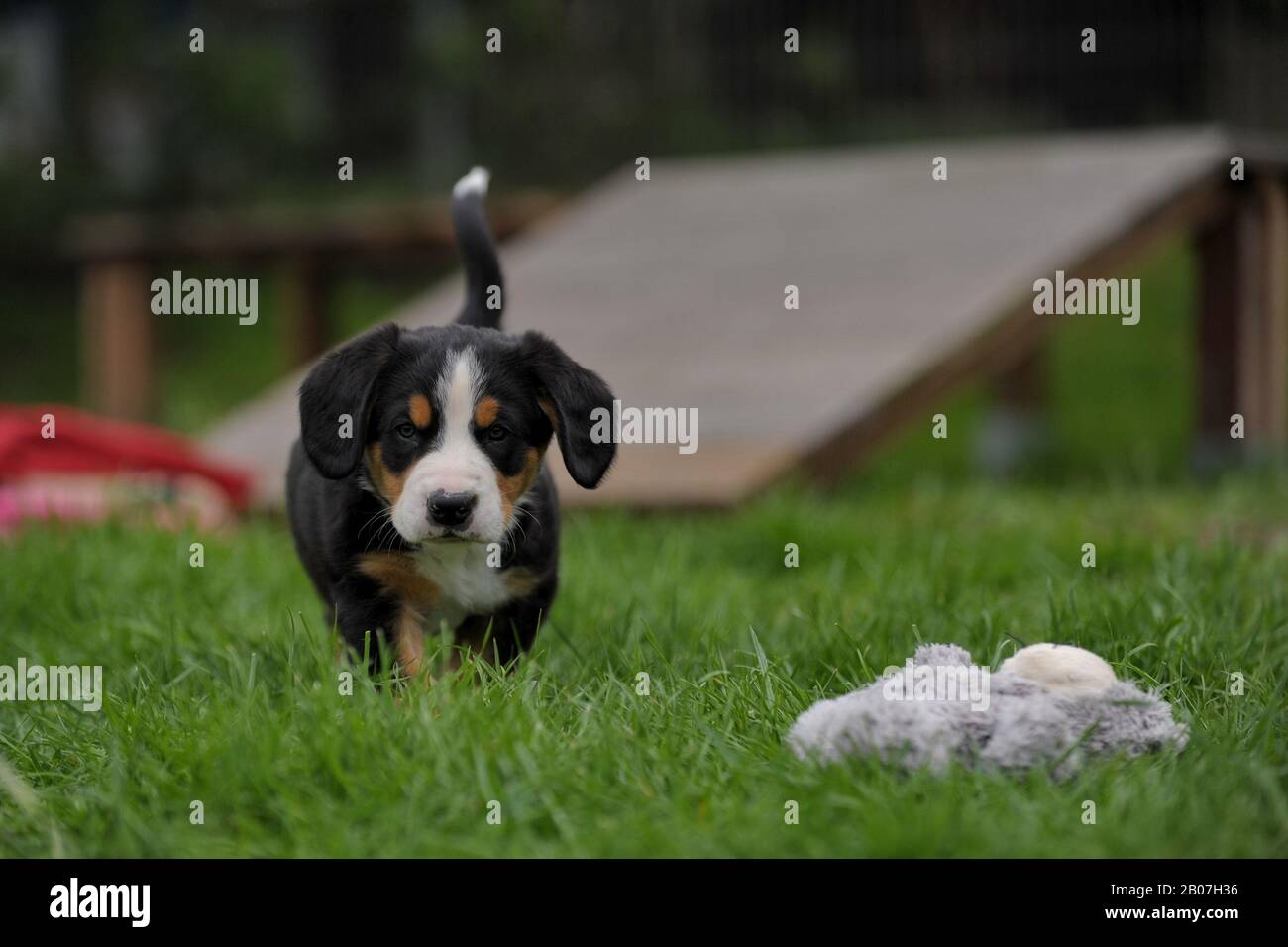 Entlebucher cattle dog hi-res stock photography and images - Alamy