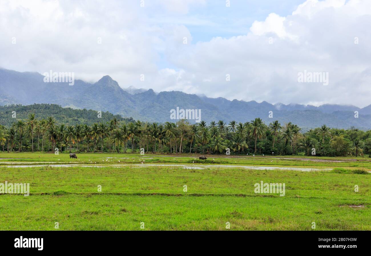 West coast leyte hi-res stock photography and images - Alamy