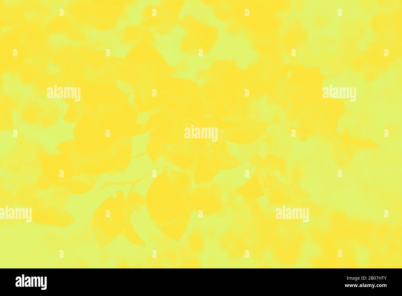 Blooming bougainvillea flowers background. Vivid yellow gradient ...