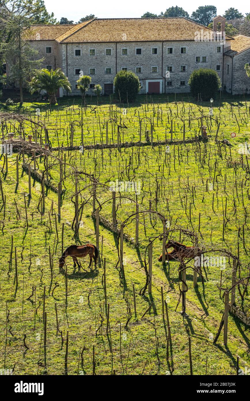 Lazio vineyard hi-res stock photography and images - Alamy