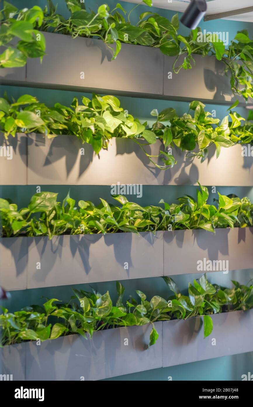 Eco cafe with plants on walls, modern and stylish coffee shop Stock ...