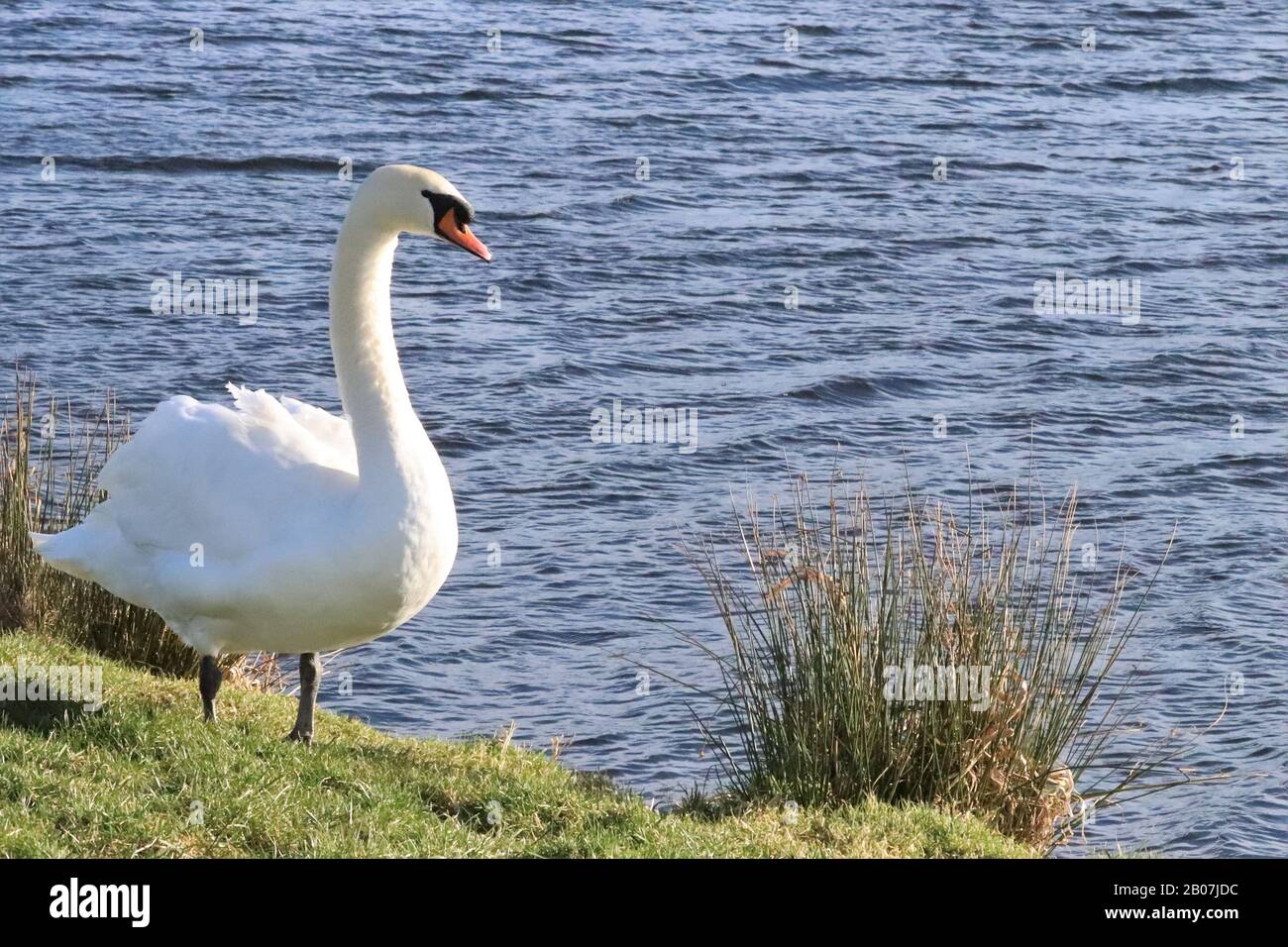 Swan on river bank Stock Photo - Alamy