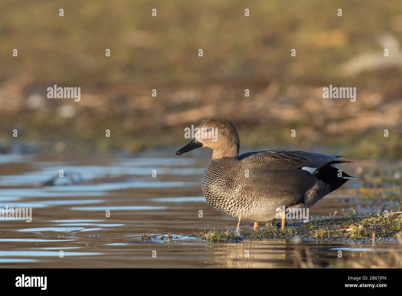 Chipeau hi-res stock photography and images - Alamy