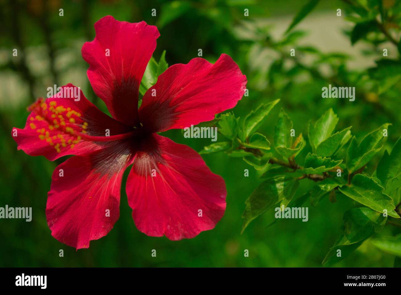 National flower of bangladesh hi-res stock photography and images - Alamy