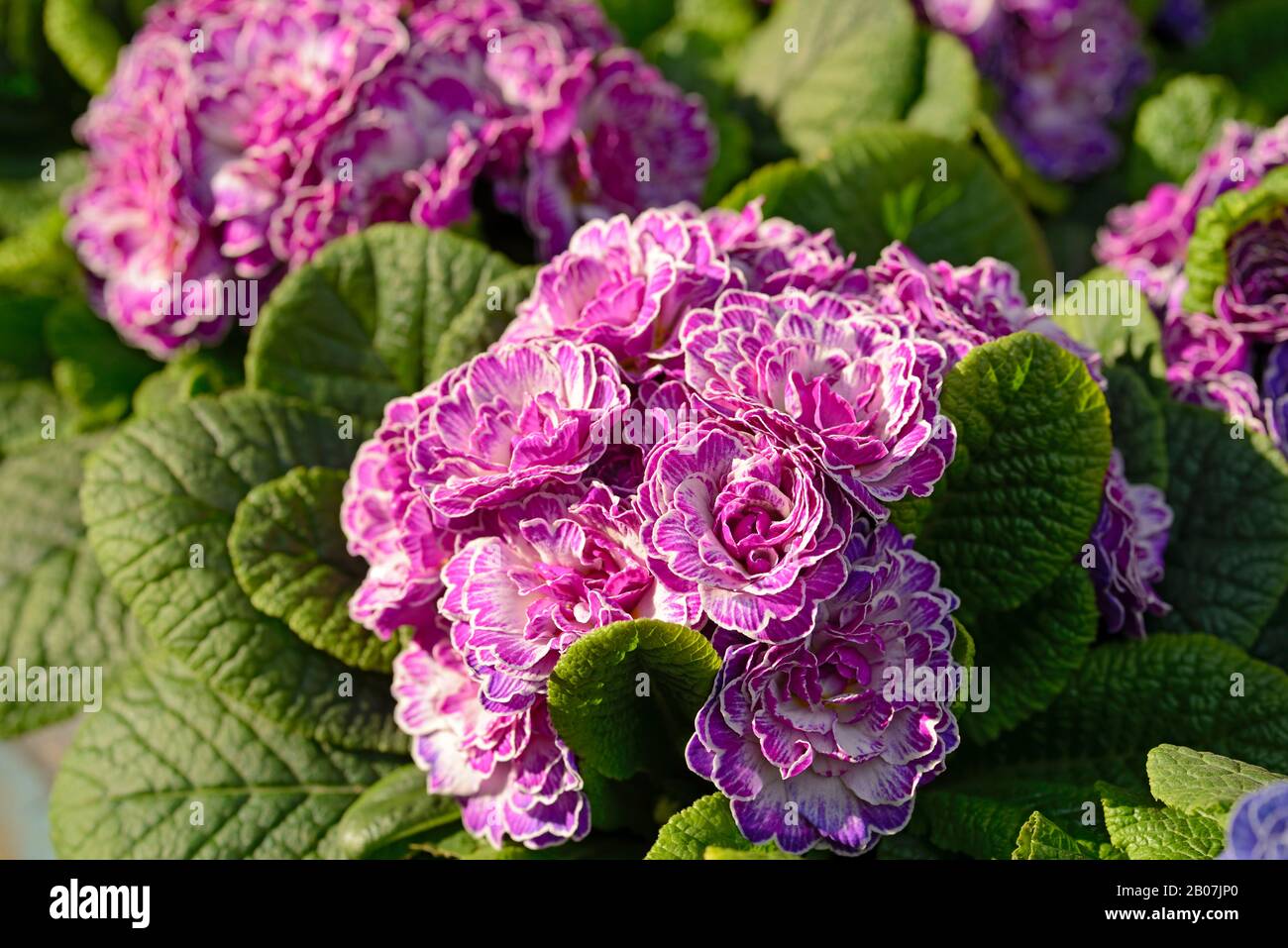 Bicolor primrose hi-res stock photography and images - Alamy