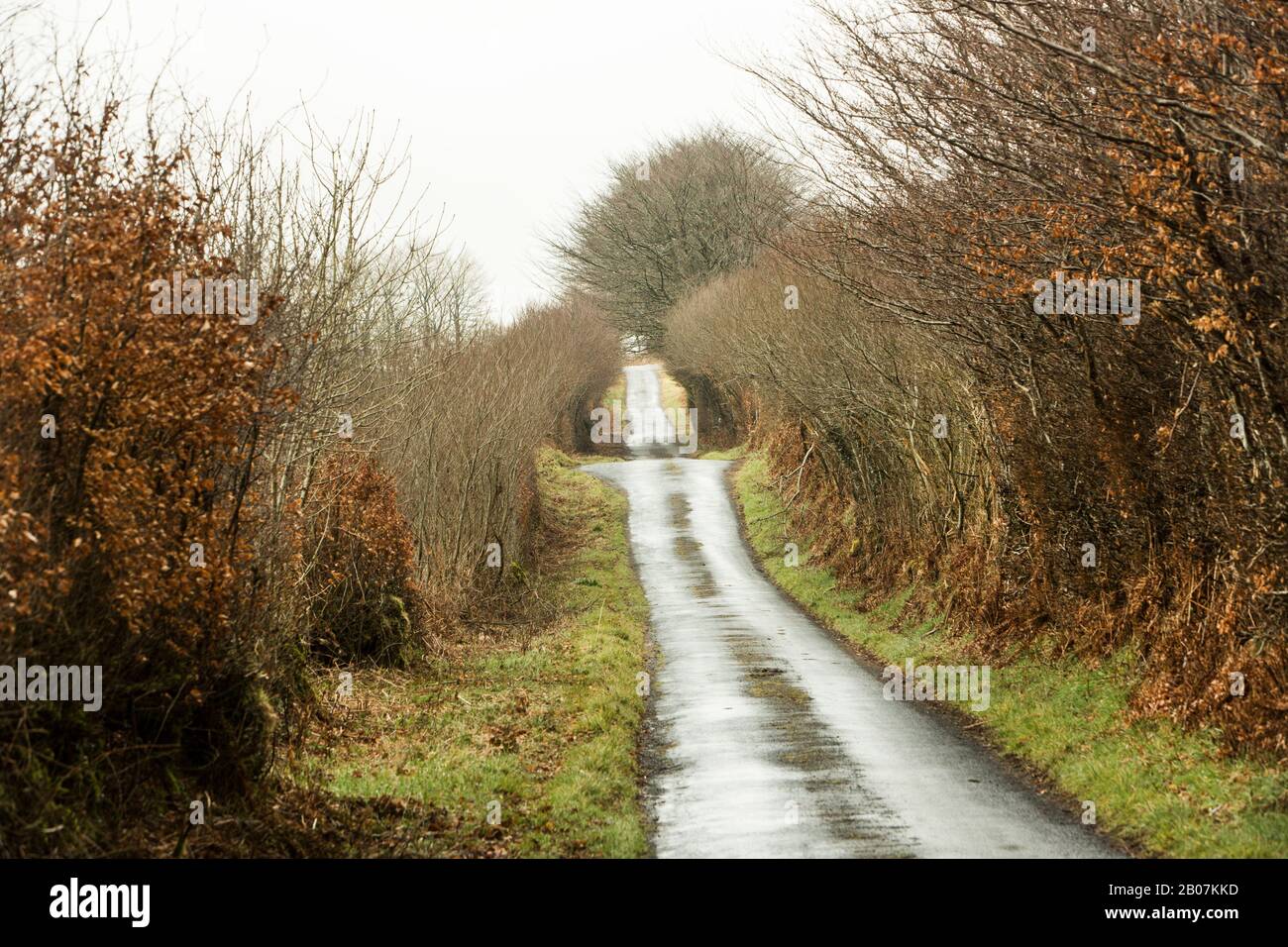 Alonely single track road leading across the moor, lined by a beech ...
